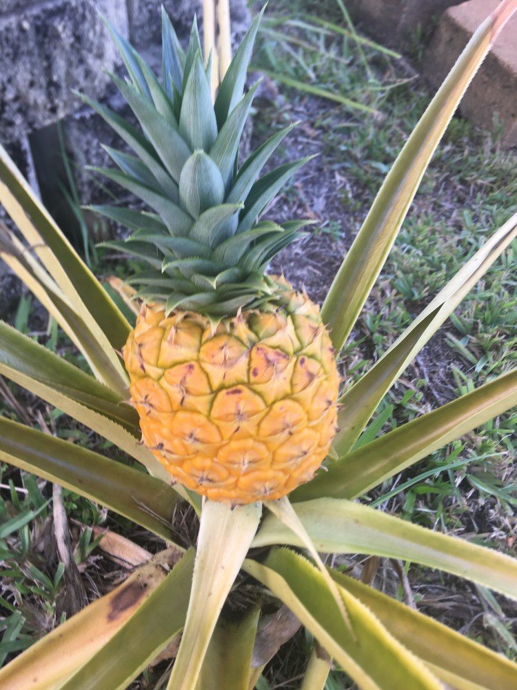 Harvest Your Homegrown Pineapples – Burst Free Wellness